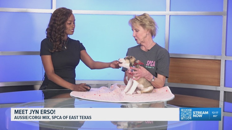 Tuesday tails: Meet Jyn Erso from the SPCA of East Texas