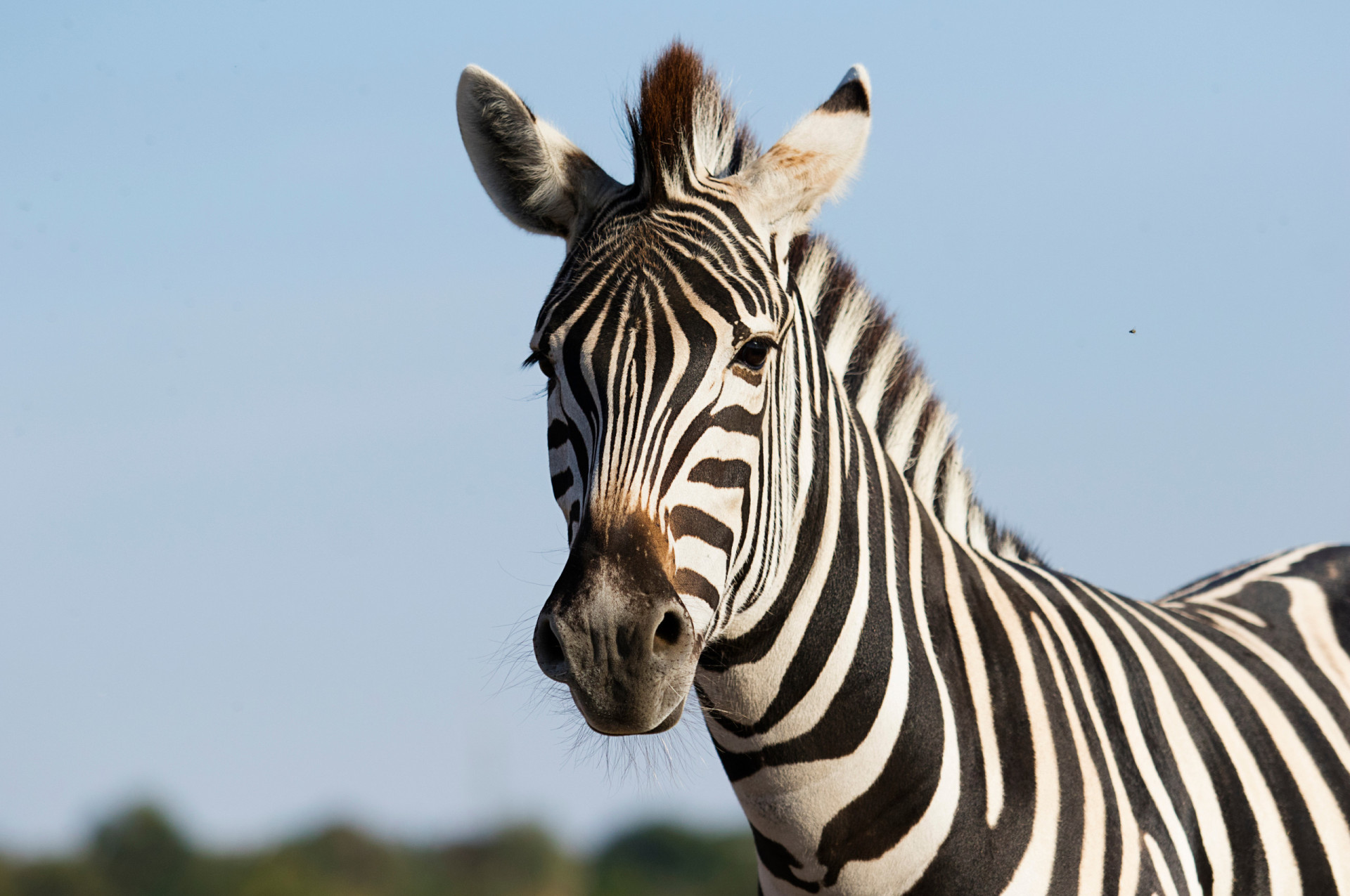 The weirdest and wildest animals you can own as a pet