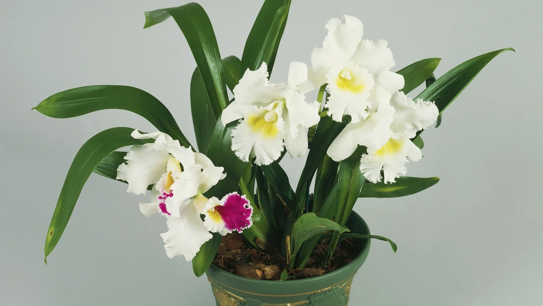 Orchid care secrets every plant lover needs