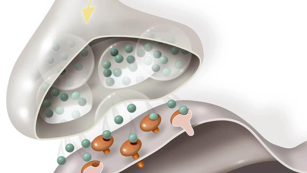 Creatine’s impact on brain and body performance