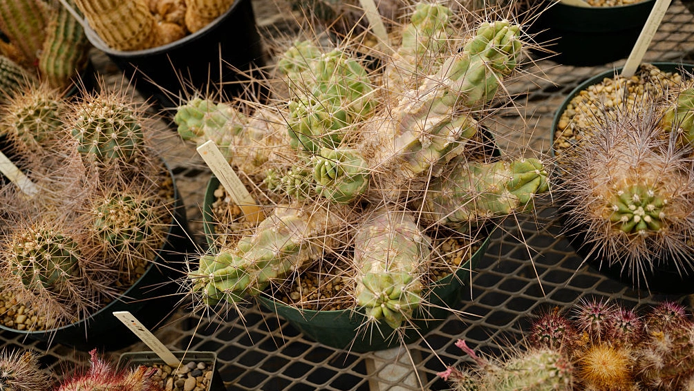Master cactus care from roots to blooms