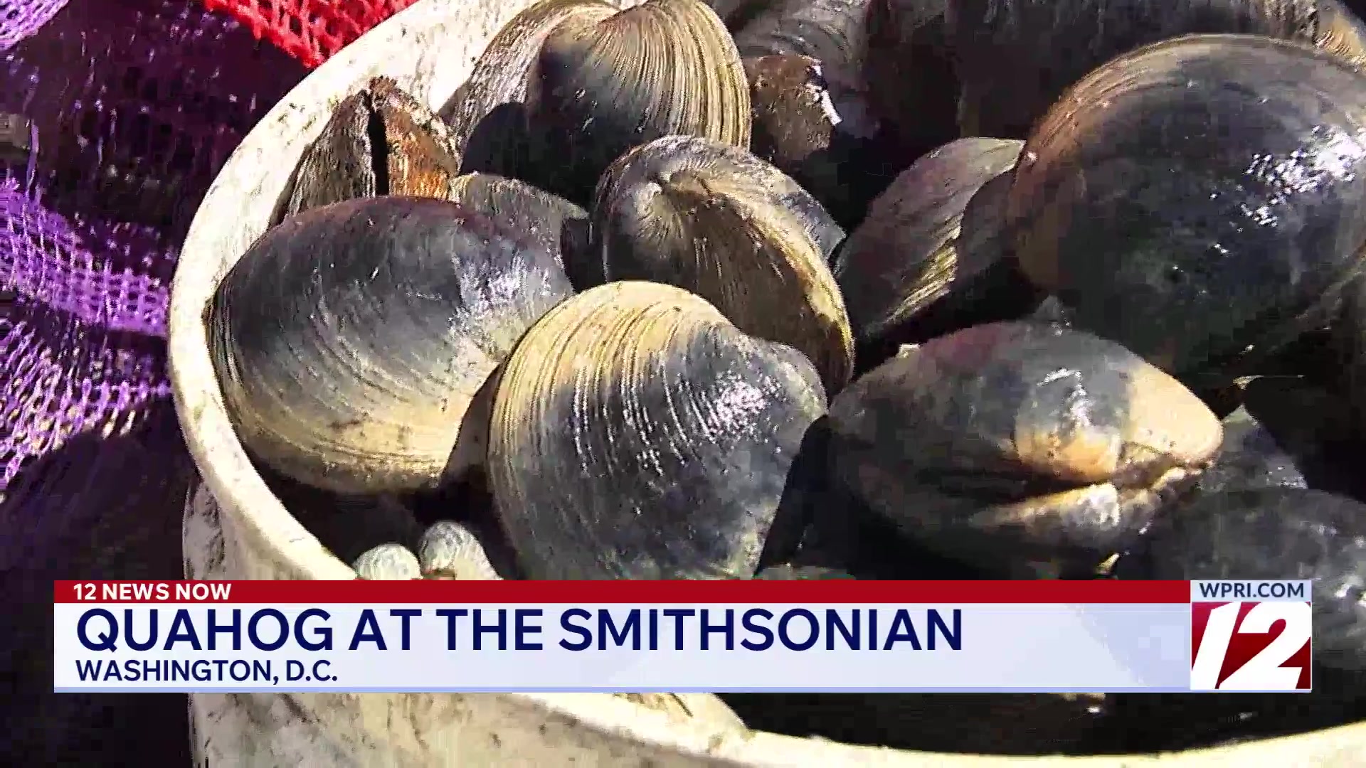 RI quahog on display at the Smithsonian
