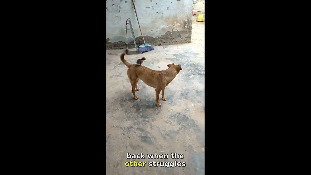 Patient dog lets chicks ride on its back