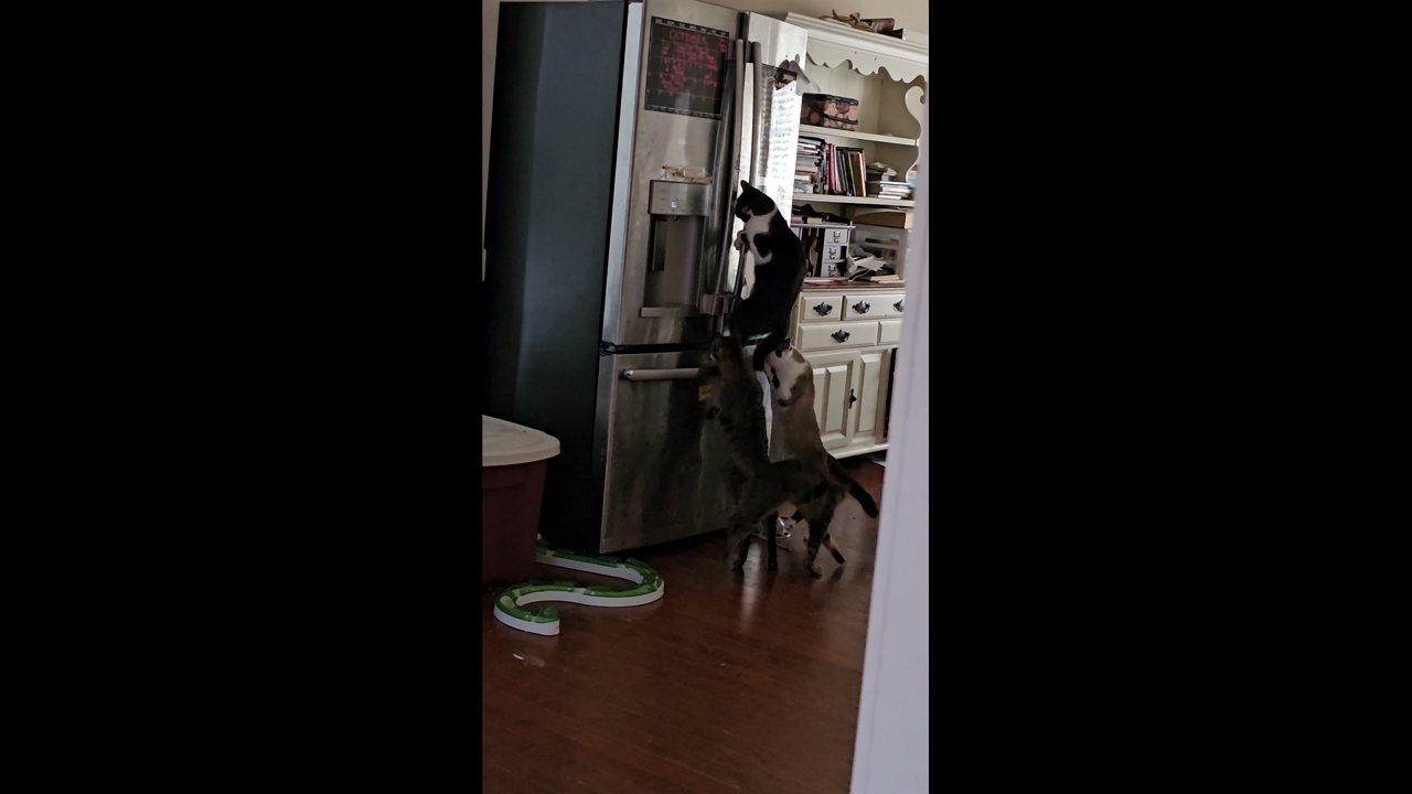 Cats team up to open fridge!
