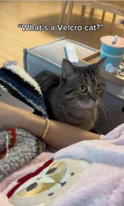 Adorable velcro cats: The cutest clingy kittens