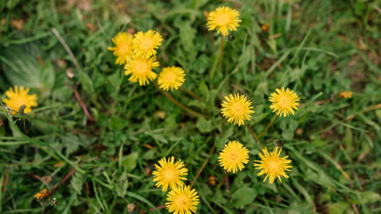 3 proven steps to effectively eliminate dandelions from your lawn
