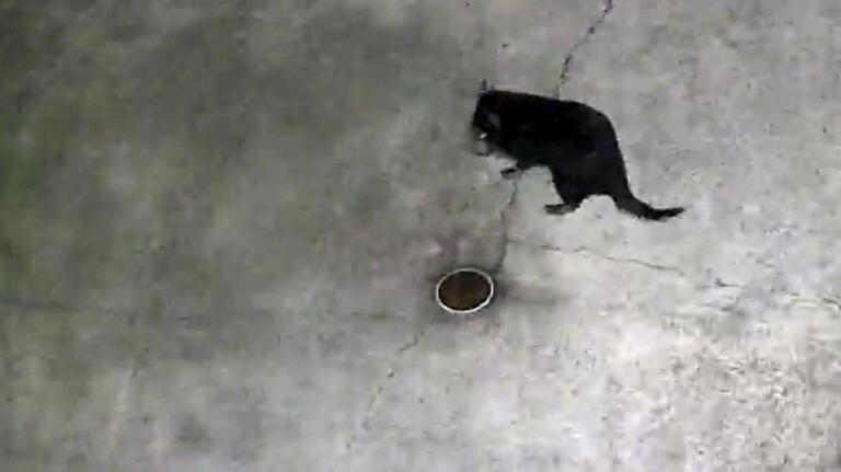Runaway Gold Coast Tasmanian devil Mary recaptured after two-week search