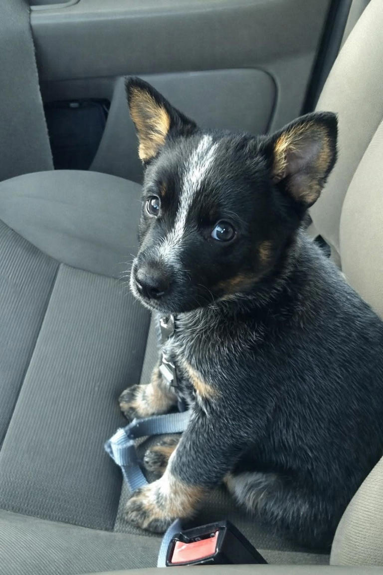 Era tremante e solo con una corda al collo, ora un cane salvato ...