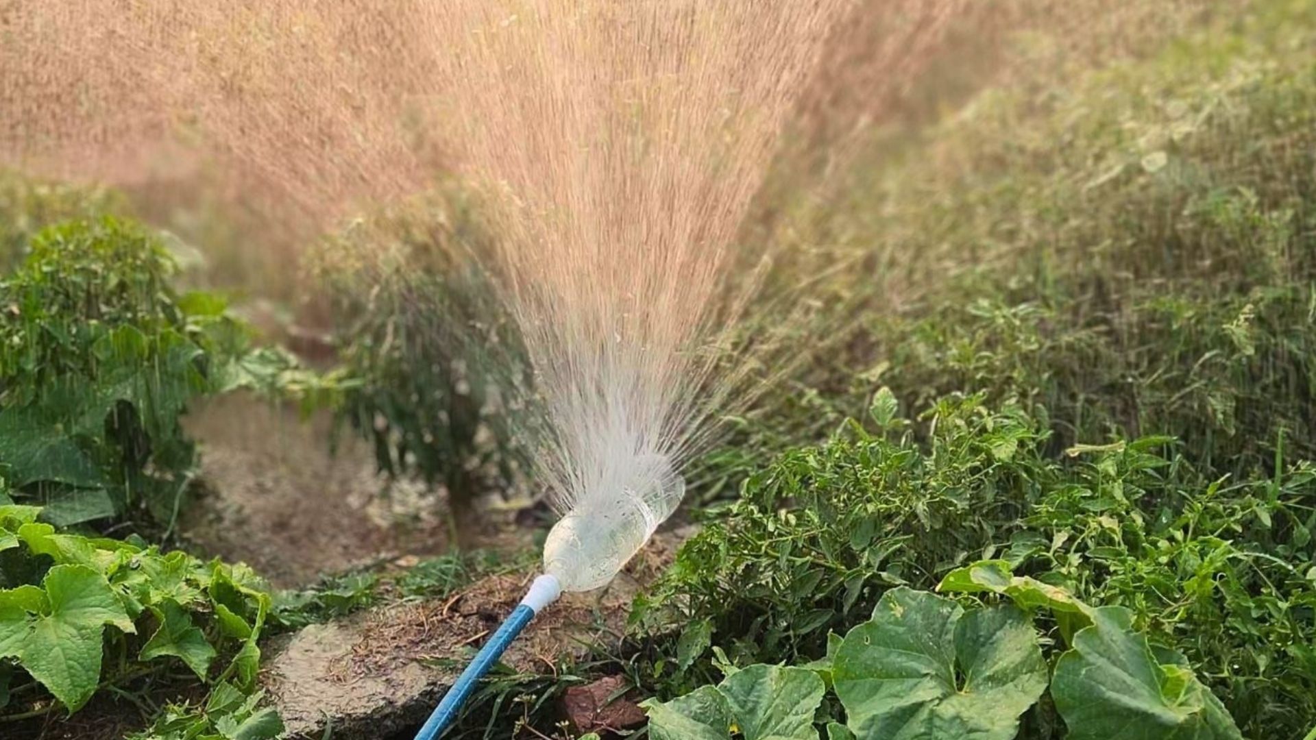 Simple DIY drip irrigation system using recycled plastic bottles
