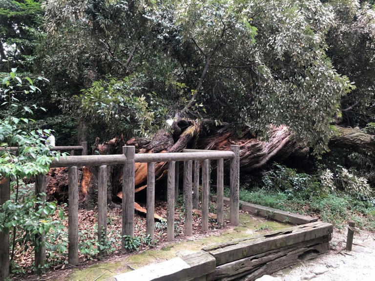 450-year-old sacred tree at Kyoto's Shimogamo Shrine tumbles over