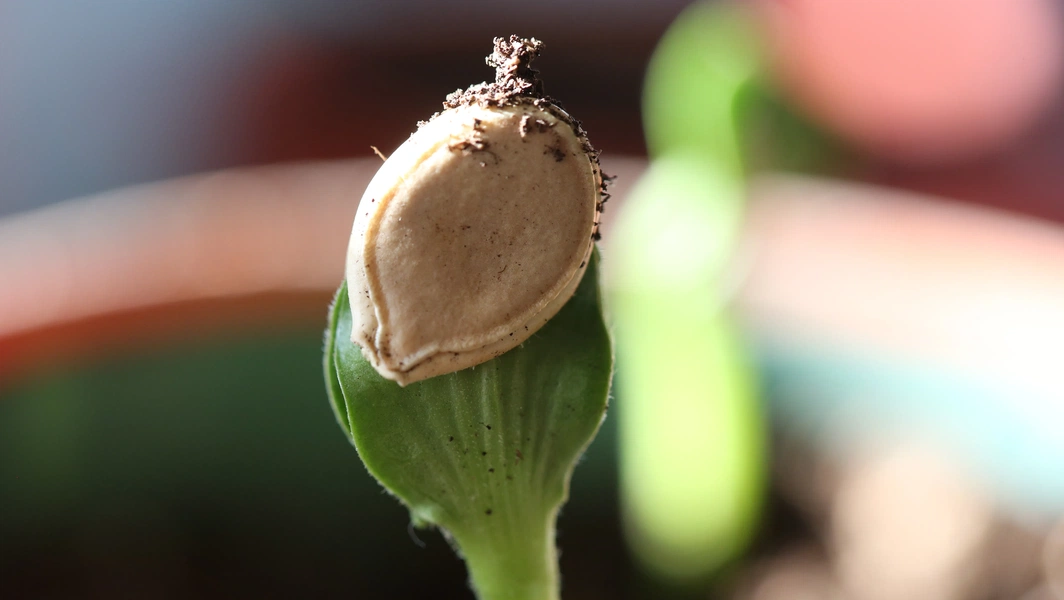 How pumpkins grow from discarded gourds