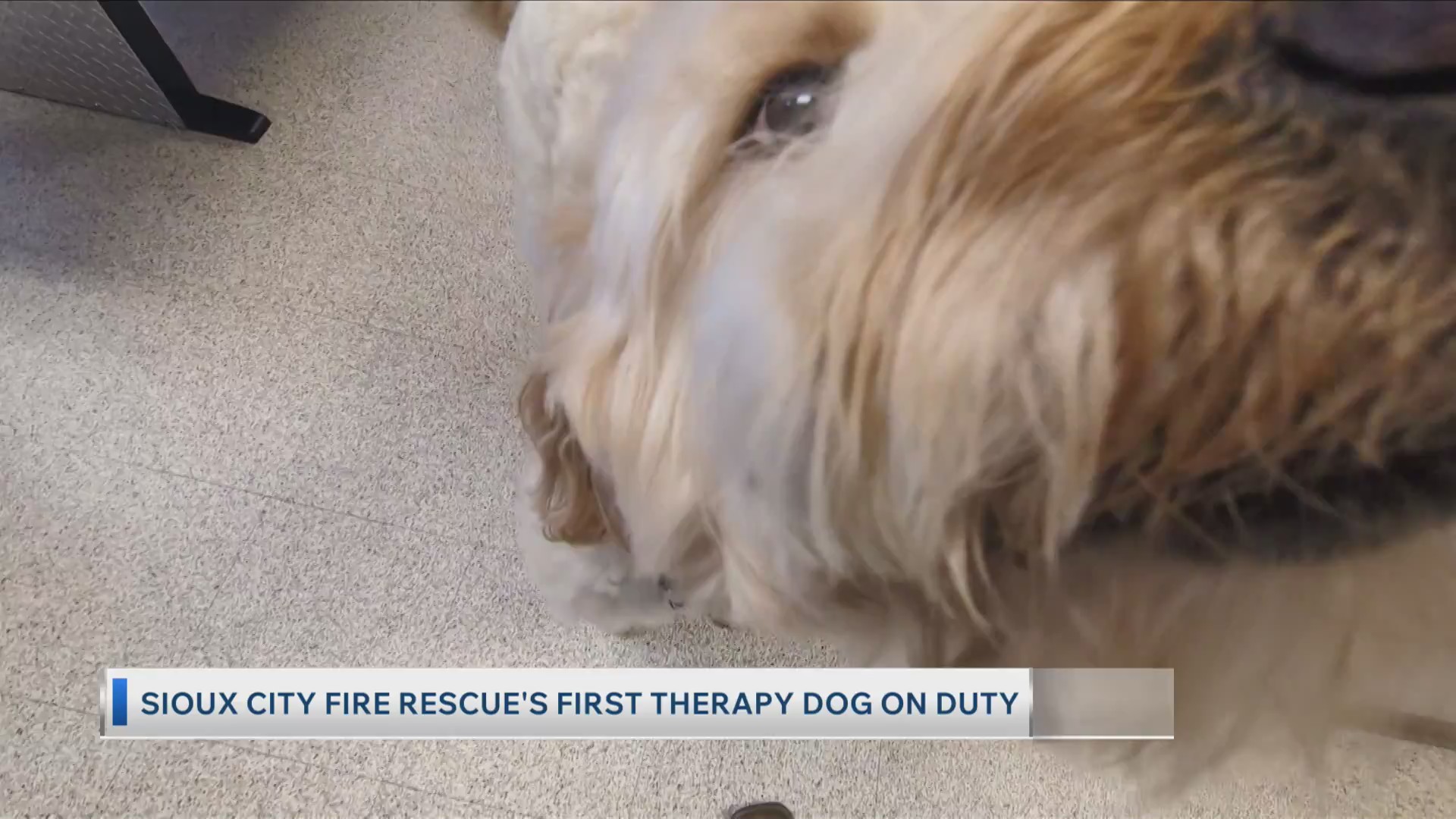 Sioux City dog gets paid in pets for helping de-stress EMS