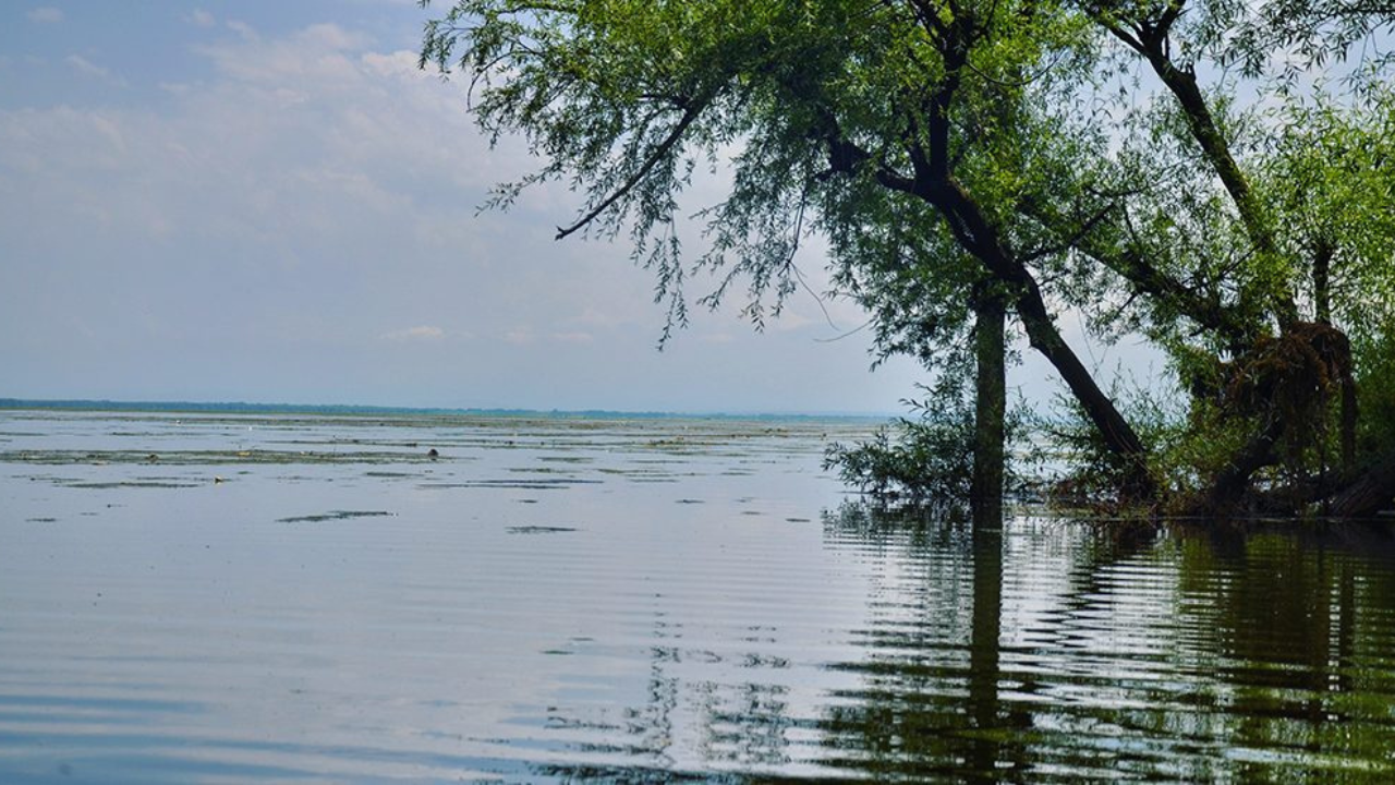 After 30 years, pink lotuses bloom again at this iconic lake in Kashmir