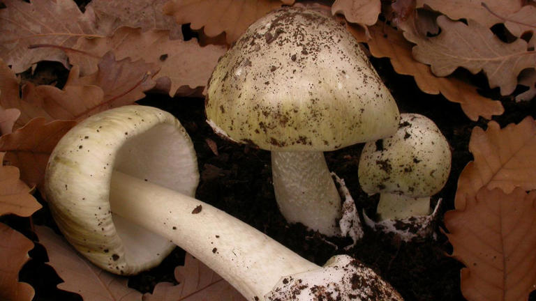 Magic mushroom forager’s deadly mistake