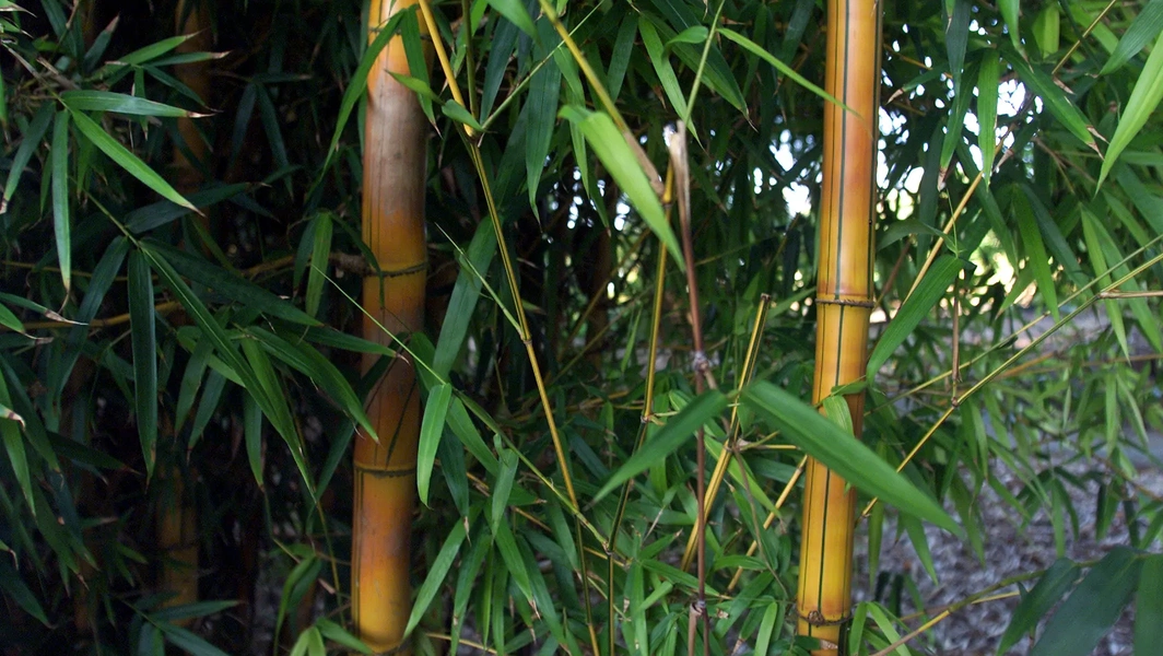 Bamboo rules, risks, and legal disputes in Texas