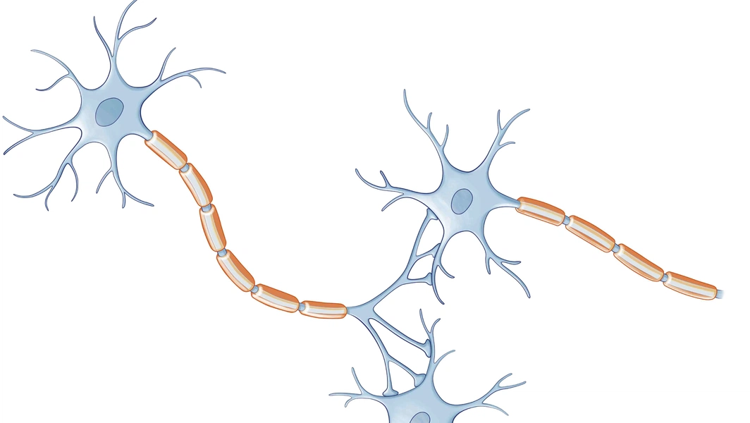 Gene activity patterns map brain’s wiring across regions