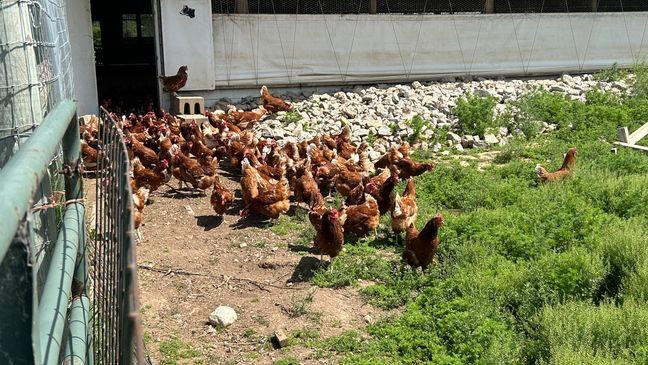 Denmark family farm worries about low market prices as Wisconsin egg ...