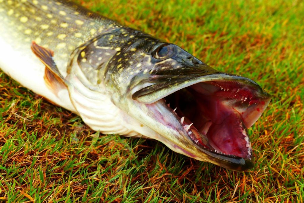 Meet the 'Frankenfish' that can survive out of water for days