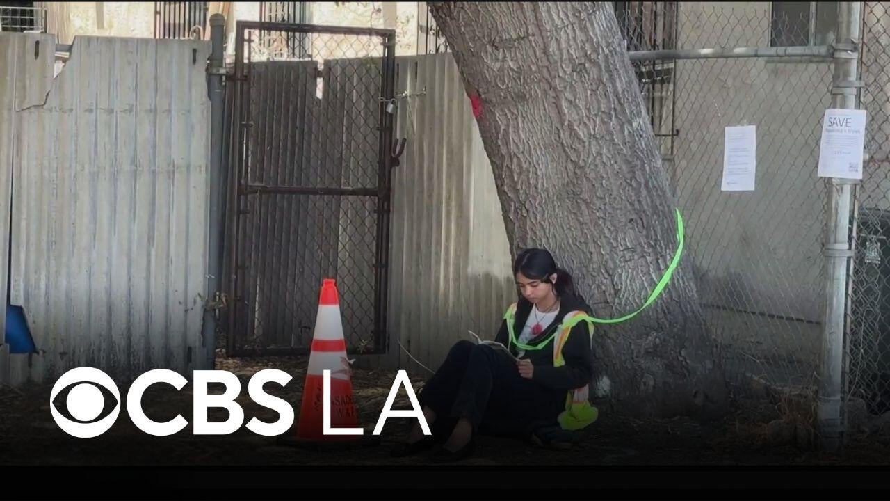 Advocates try to stop Pasadena Unified from cutting down trees ...