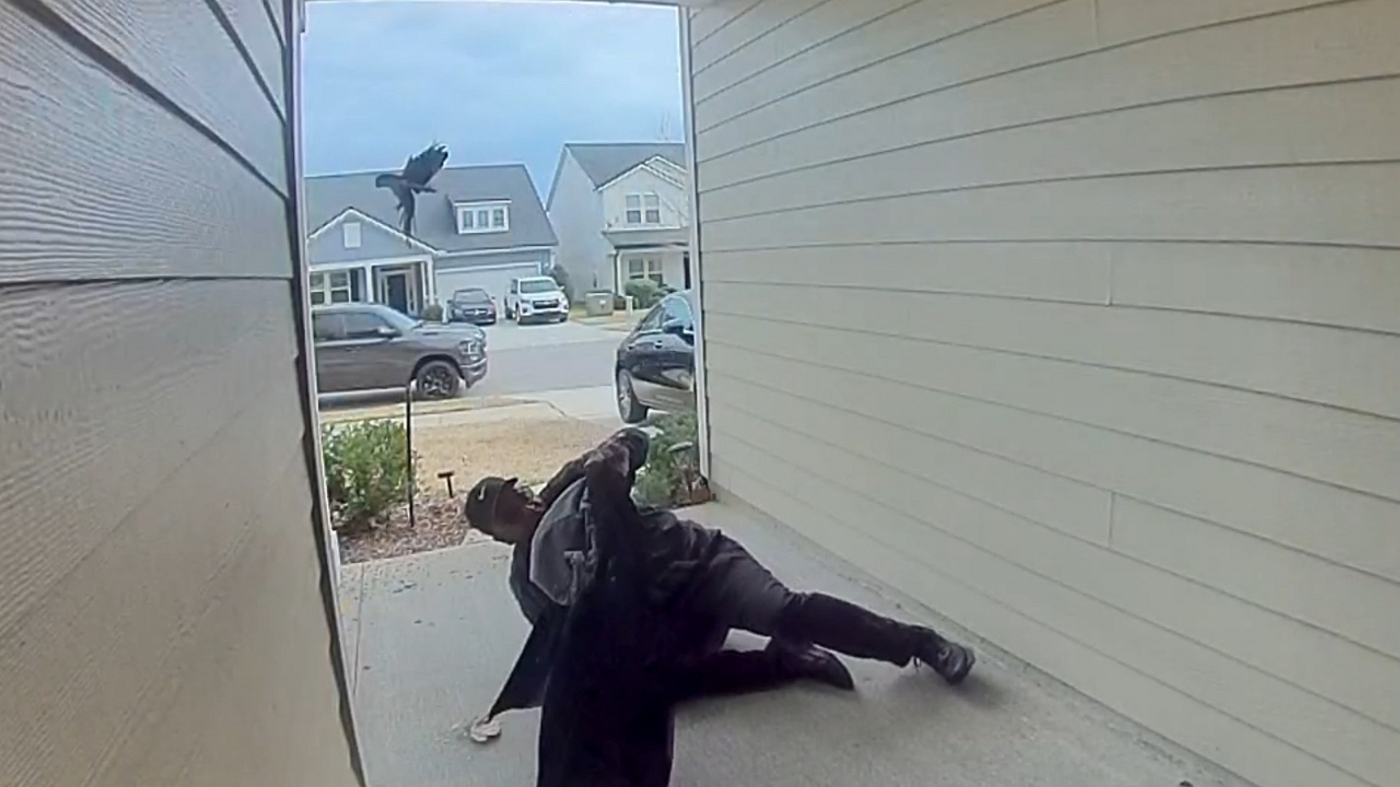 Man dodges fierce bird attack at his front door