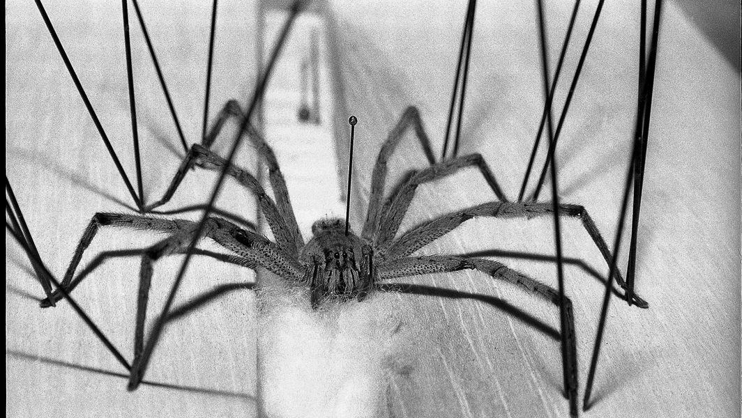 16 of the world's deadliest animals