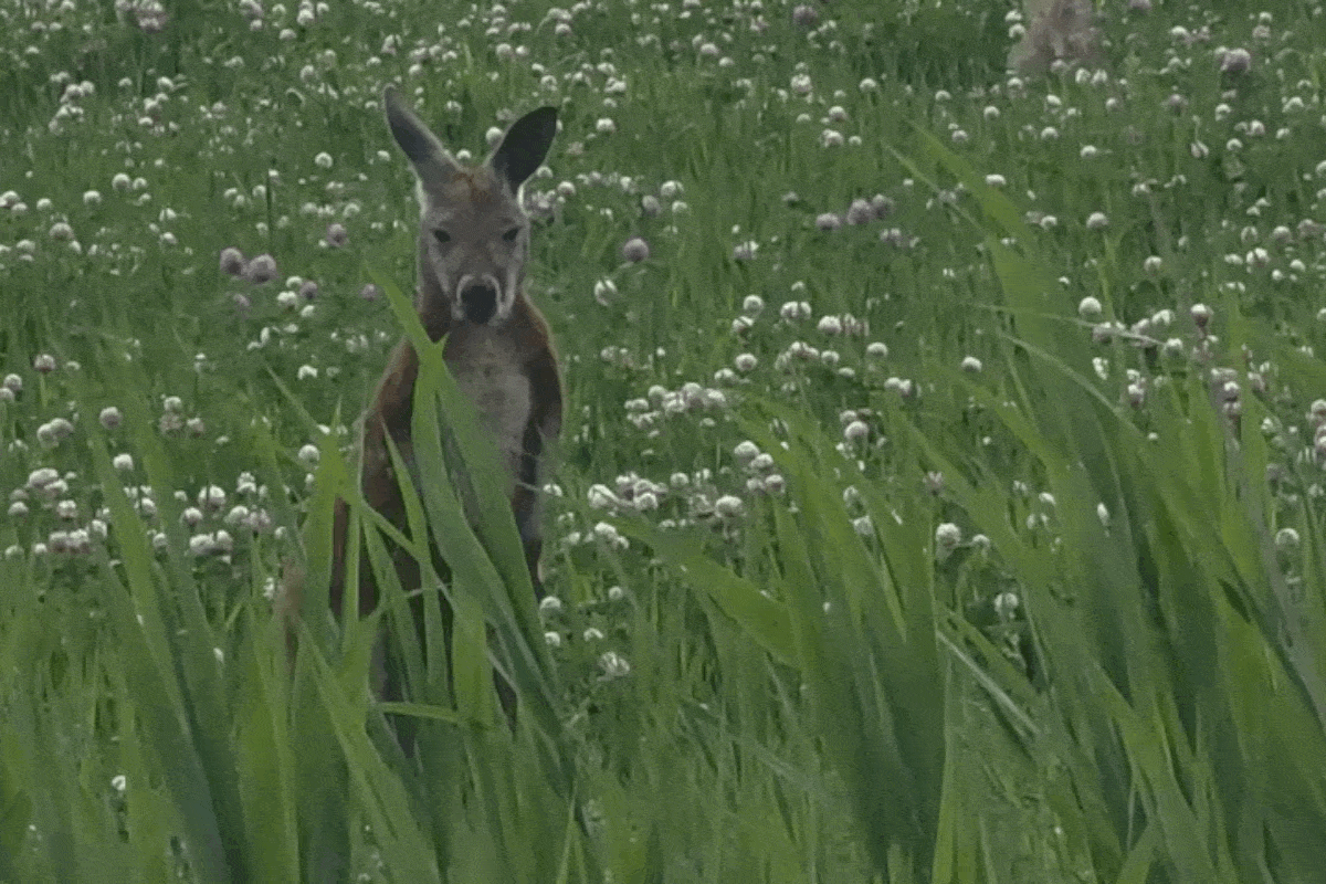 Update: Escaped kangaroo safely captured after days on the loose in ...