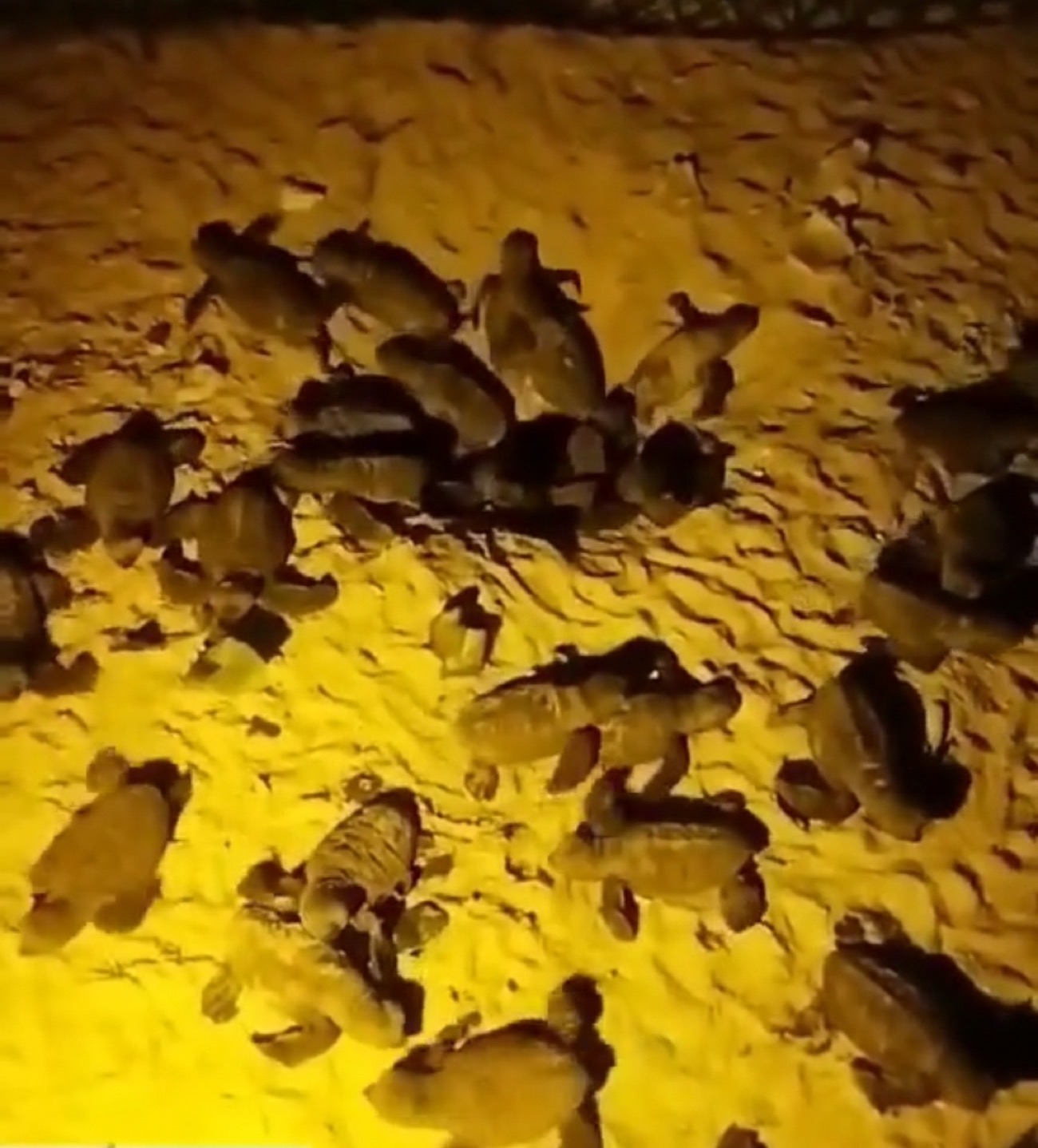 79 baby green sea turtles released in Panglao