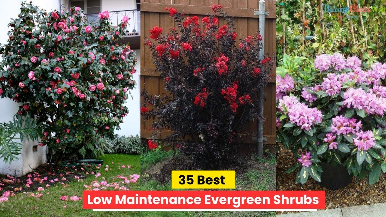 Best low maintenance evergreen shrubs for any landscape