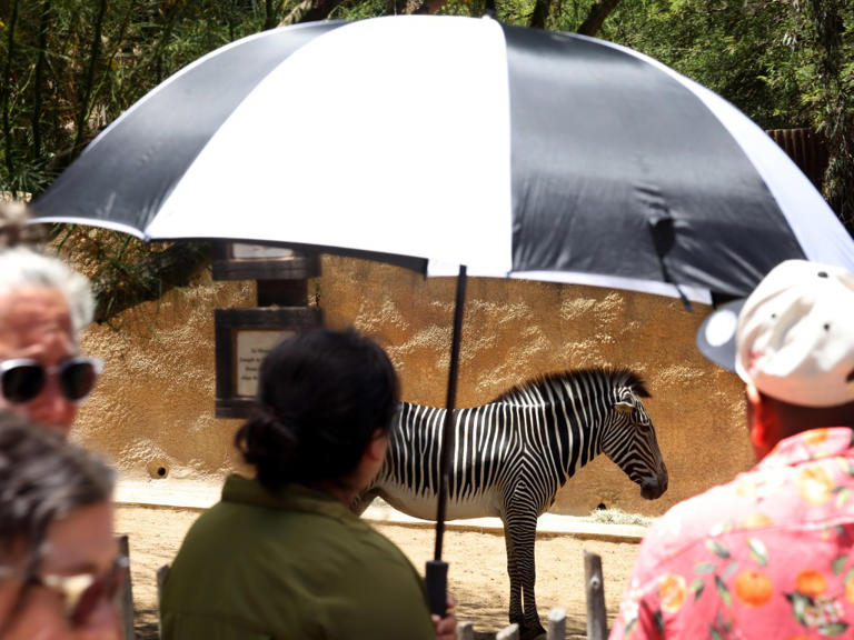 LA Zoo sees visitors disappear as city resists critical change that ...