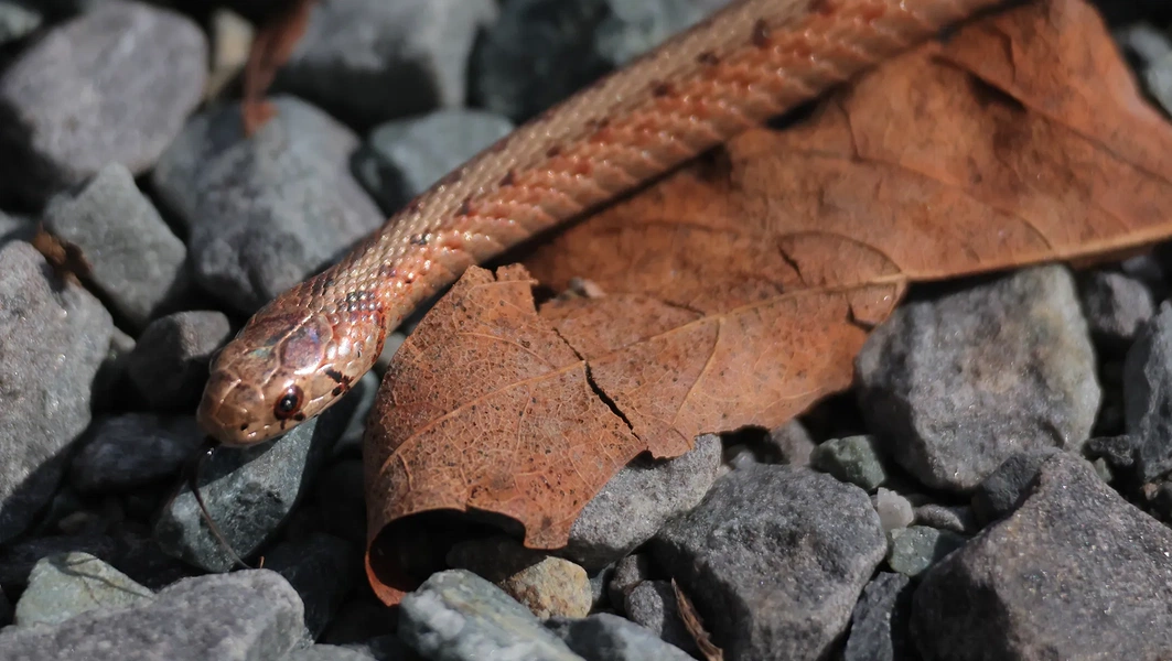 Recognizing and safely coexisting with backyard snakes