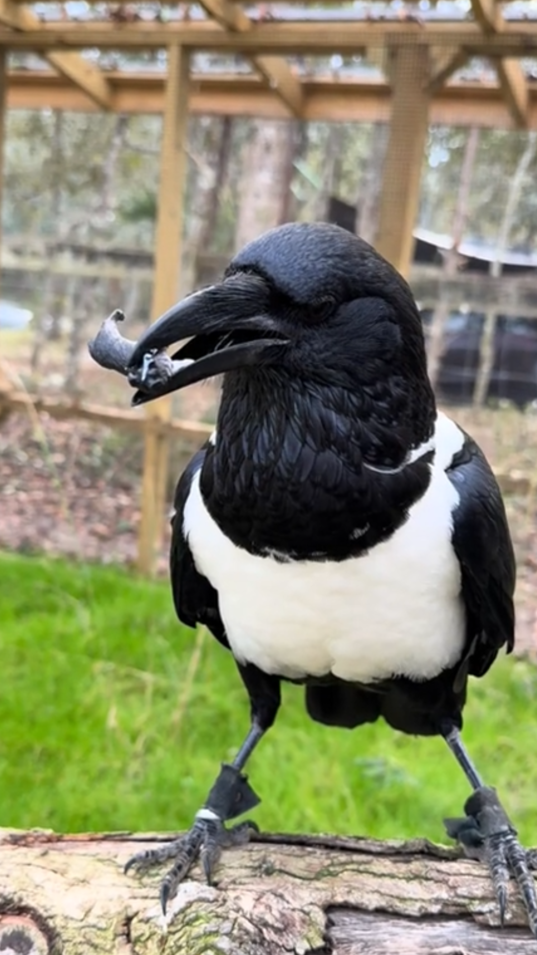 Trixie the pied crow strikes again with more funny antics