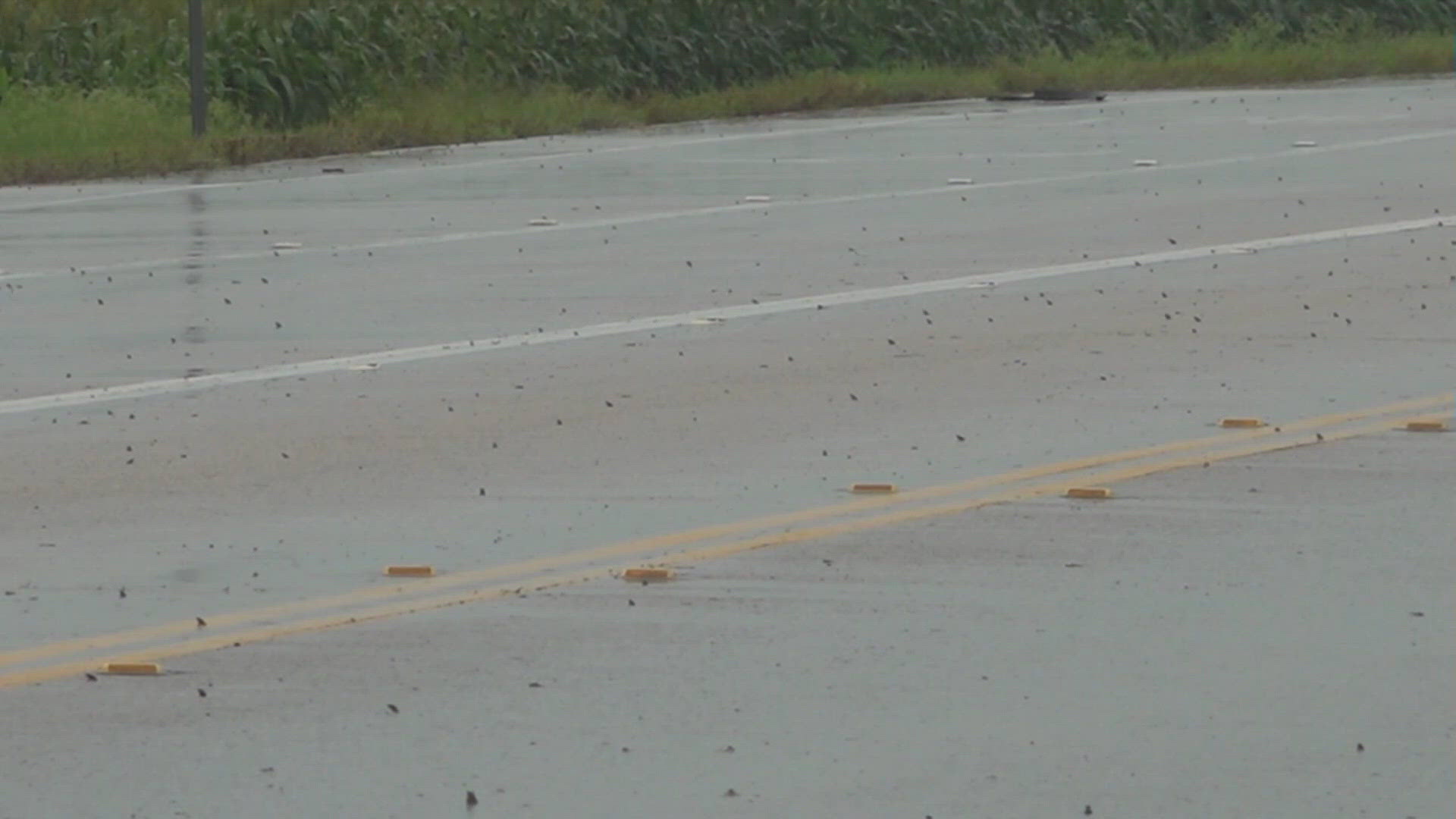 Hundreds of frogs hop across crosstown after rain