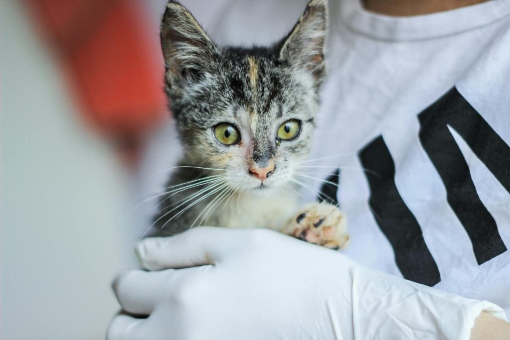 How kind fosters saved three kittens born without eyelids