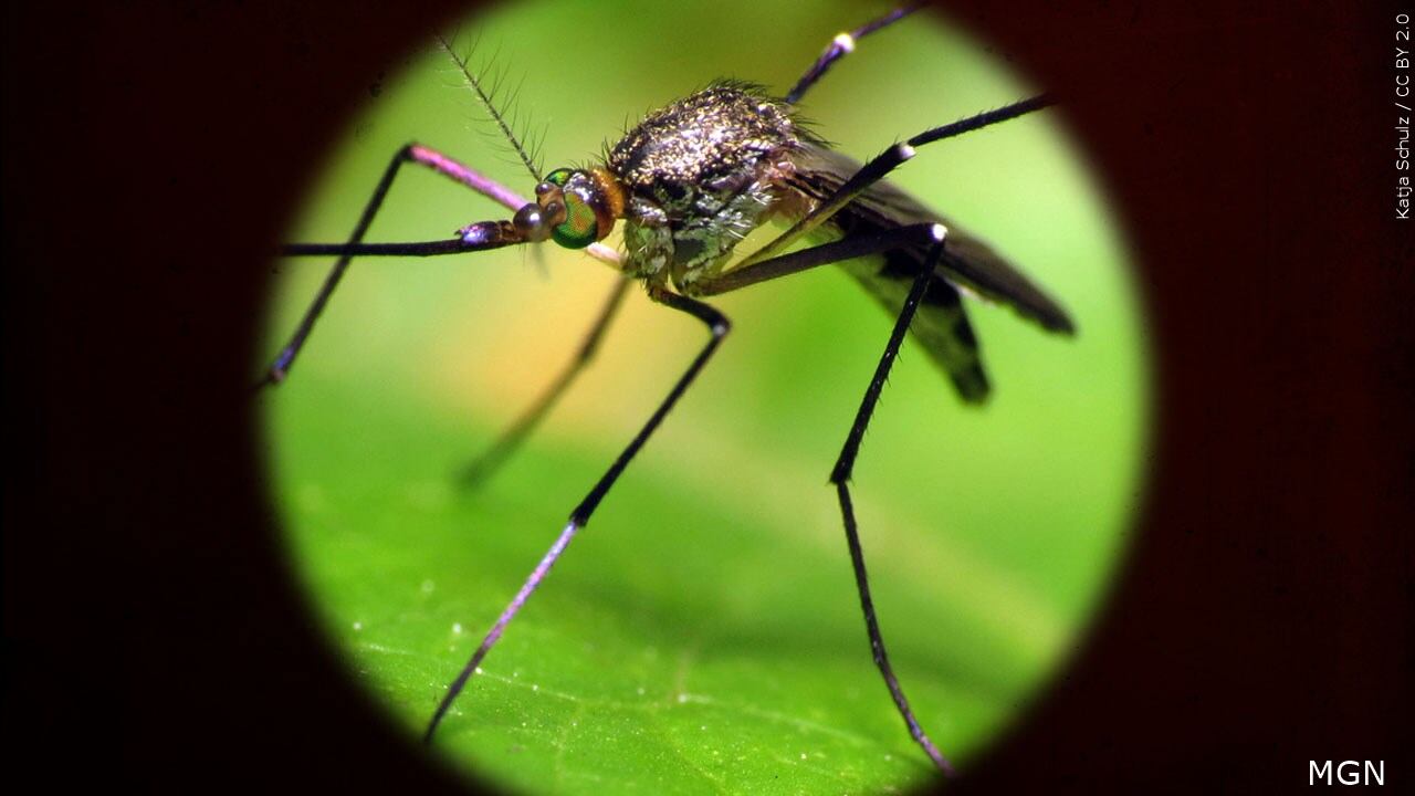 Maricopa County sees first West Nile virus death of 2026