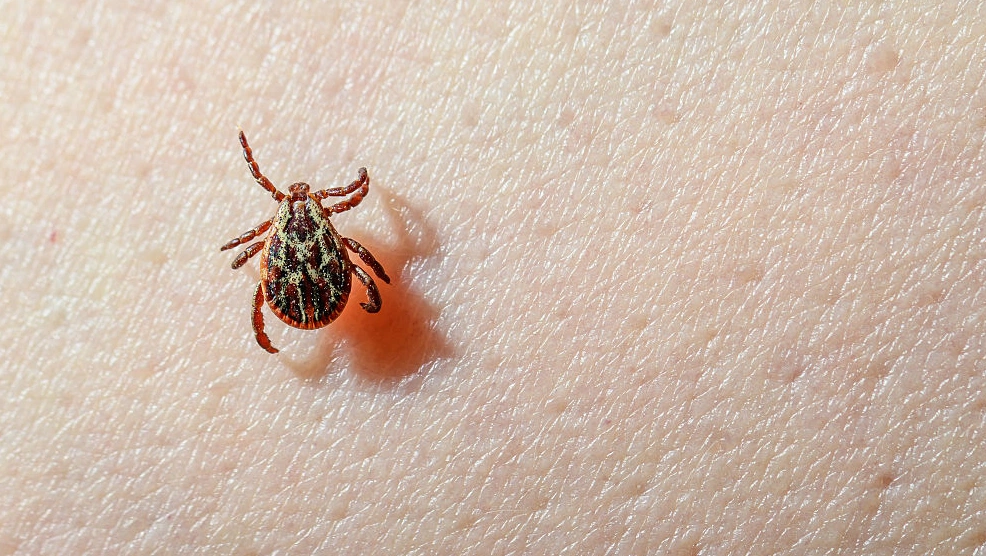 Record tick activity and disease risks in 2026