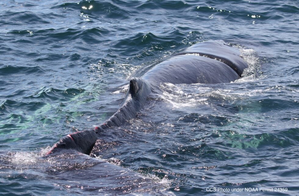 Entangled humpback whale freed from fishing gear off Mass. coast