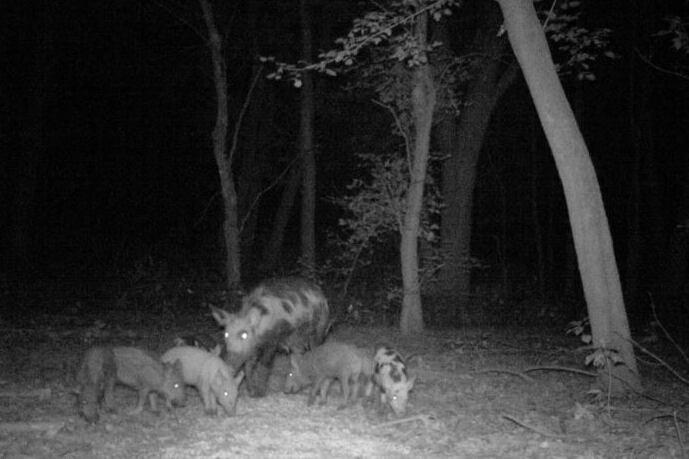More than 1,800 wild pigs removed from Land Between the Lakes ...
