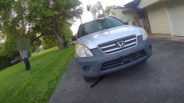 'Armed with an attitude': Ohio goat jumps onto SUV roof, then escapes ...