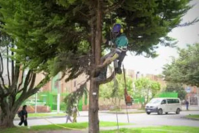Se realizaron más de 16.200 podas de árboles al mes durante el último ...