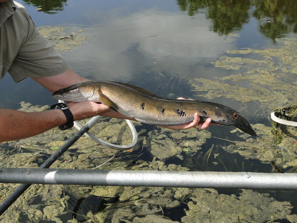 Meet the 'Frankenfish' that can survive out of water for days