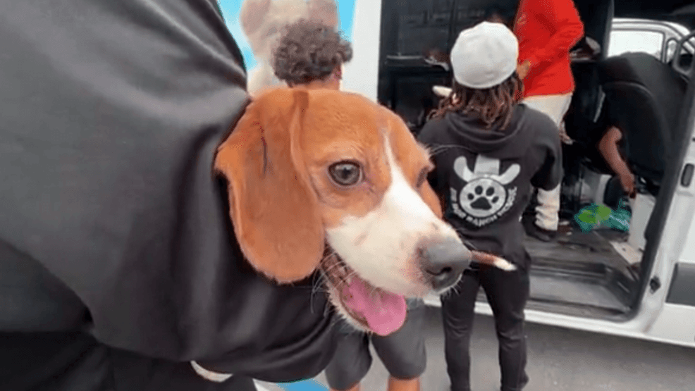 Big Dog Ranch Rescue receives additional beagles from Wisconsin ...