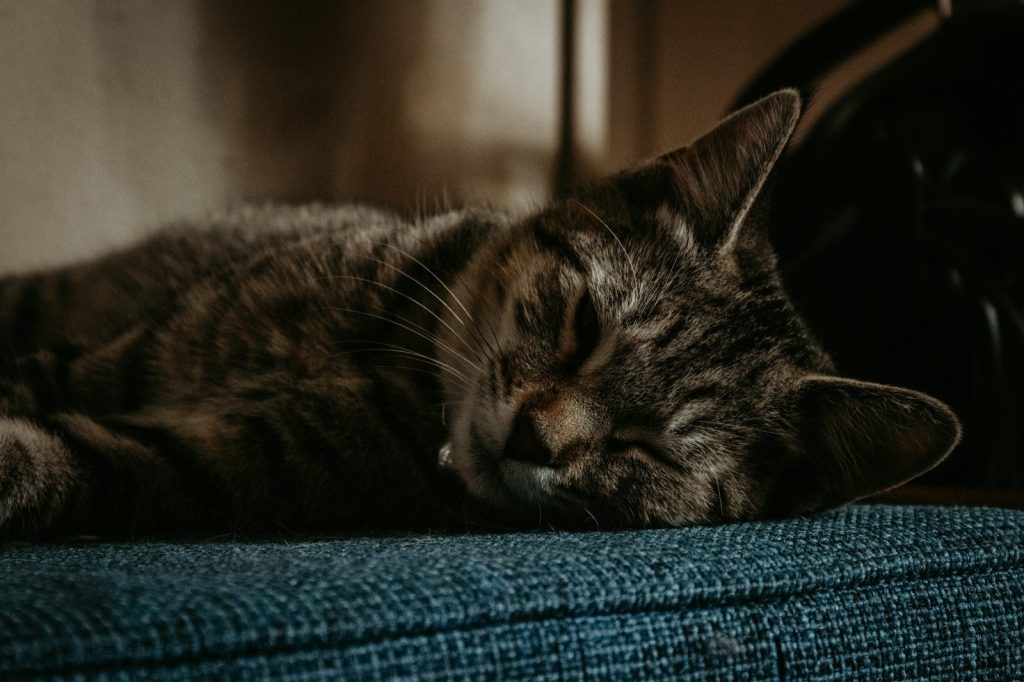 The secret to keeping tiny orphaned kittens alive