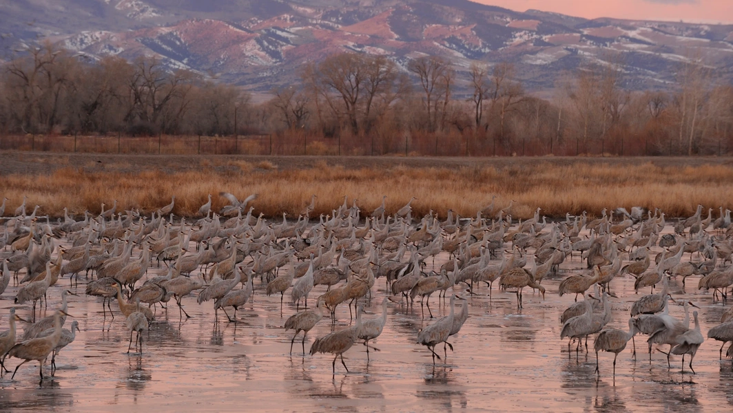 Following the epic journey of sandhill cranes