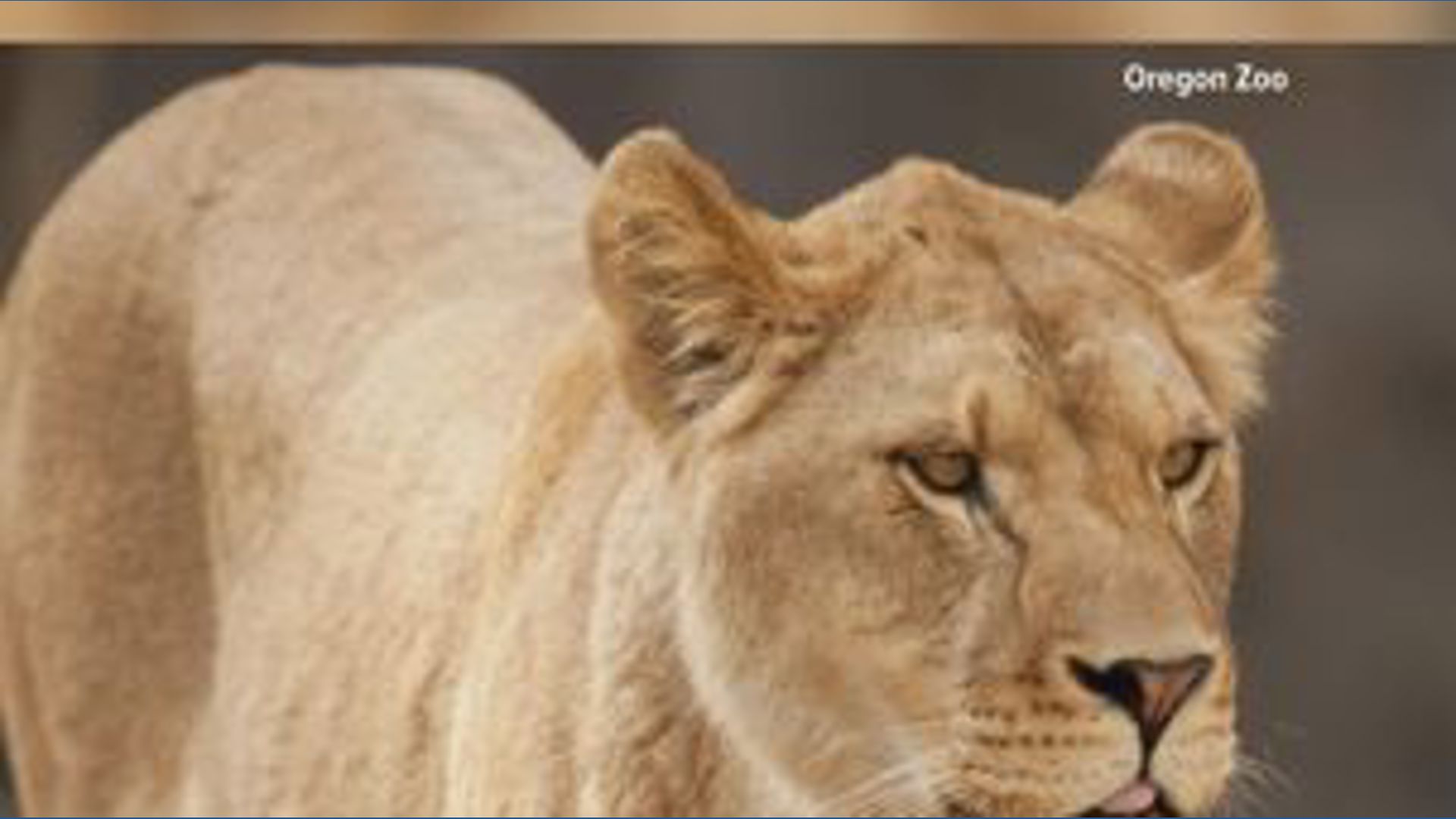 Oregon Zoo says goodbye to the oldest member of their lion pride