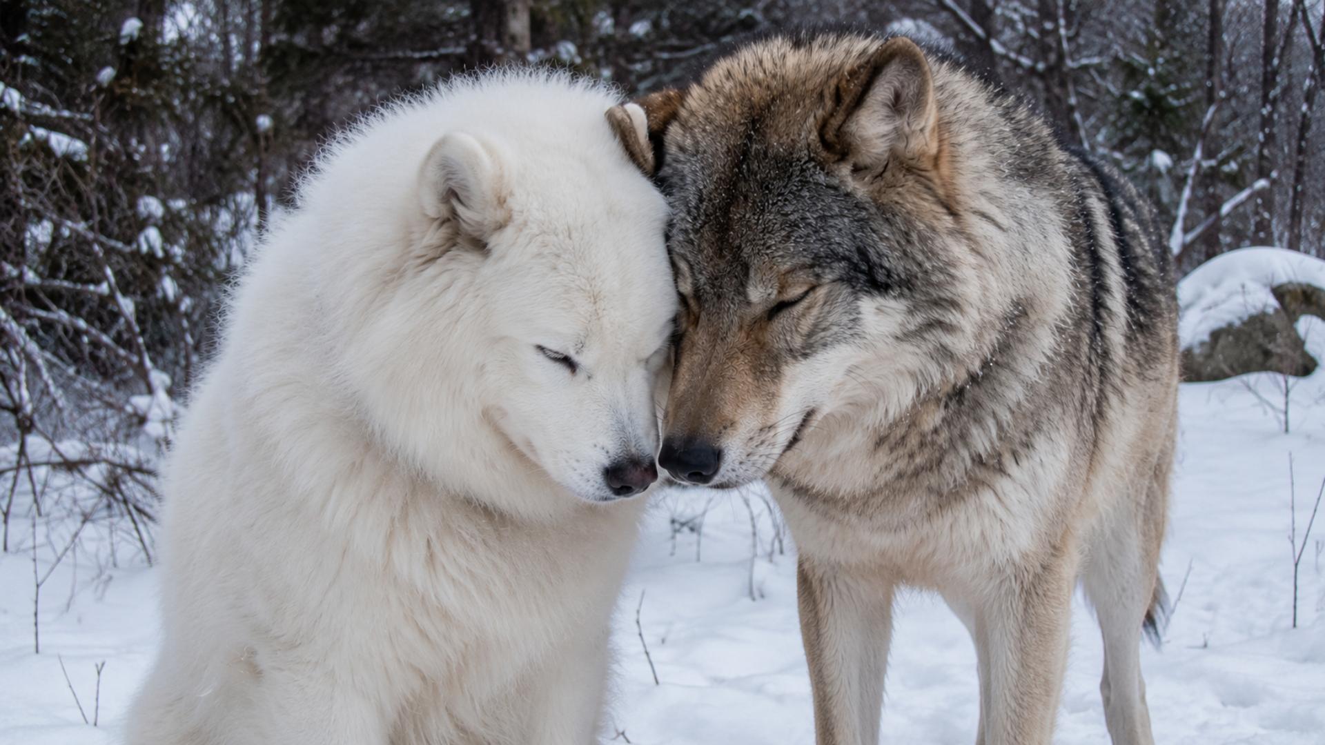 From apex predator to couch potato: How did we get here?