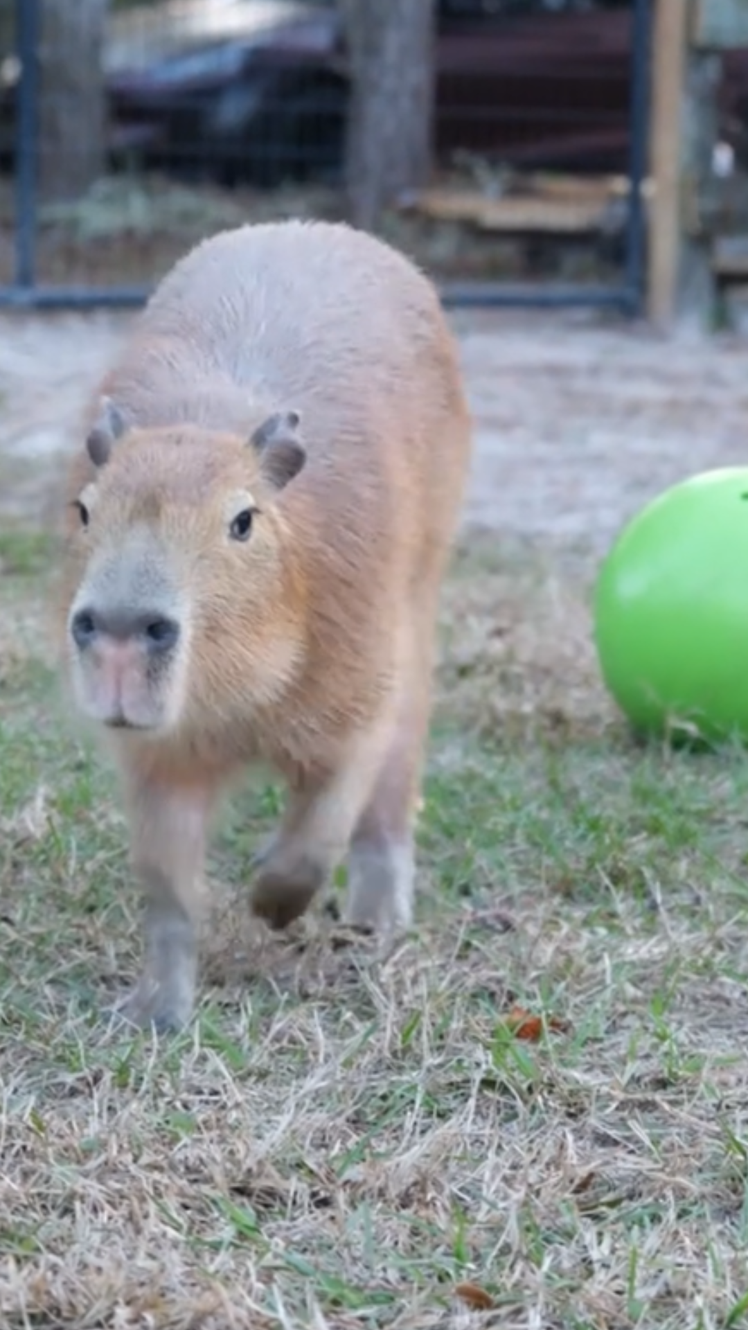 Evening at Dark Wings Wildlife capybaras chickens and crows