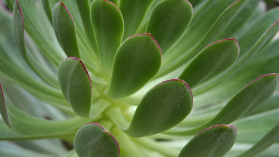 Succulent care tips every plant lover needs