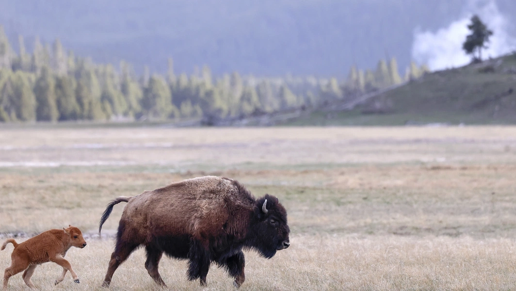Bison conservation and viewing across the Midwest