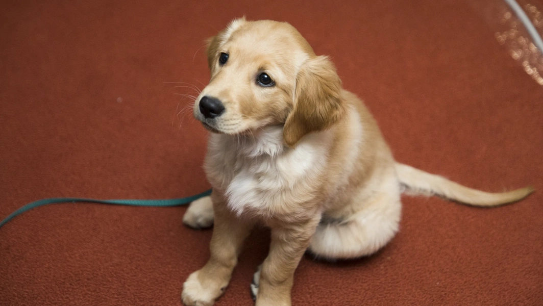 Golden retriever puppy ear traits and health
