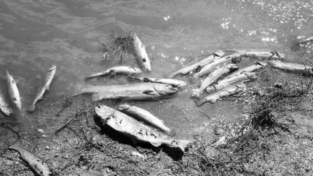 San Carlos Lake closure follows massive fish die-off